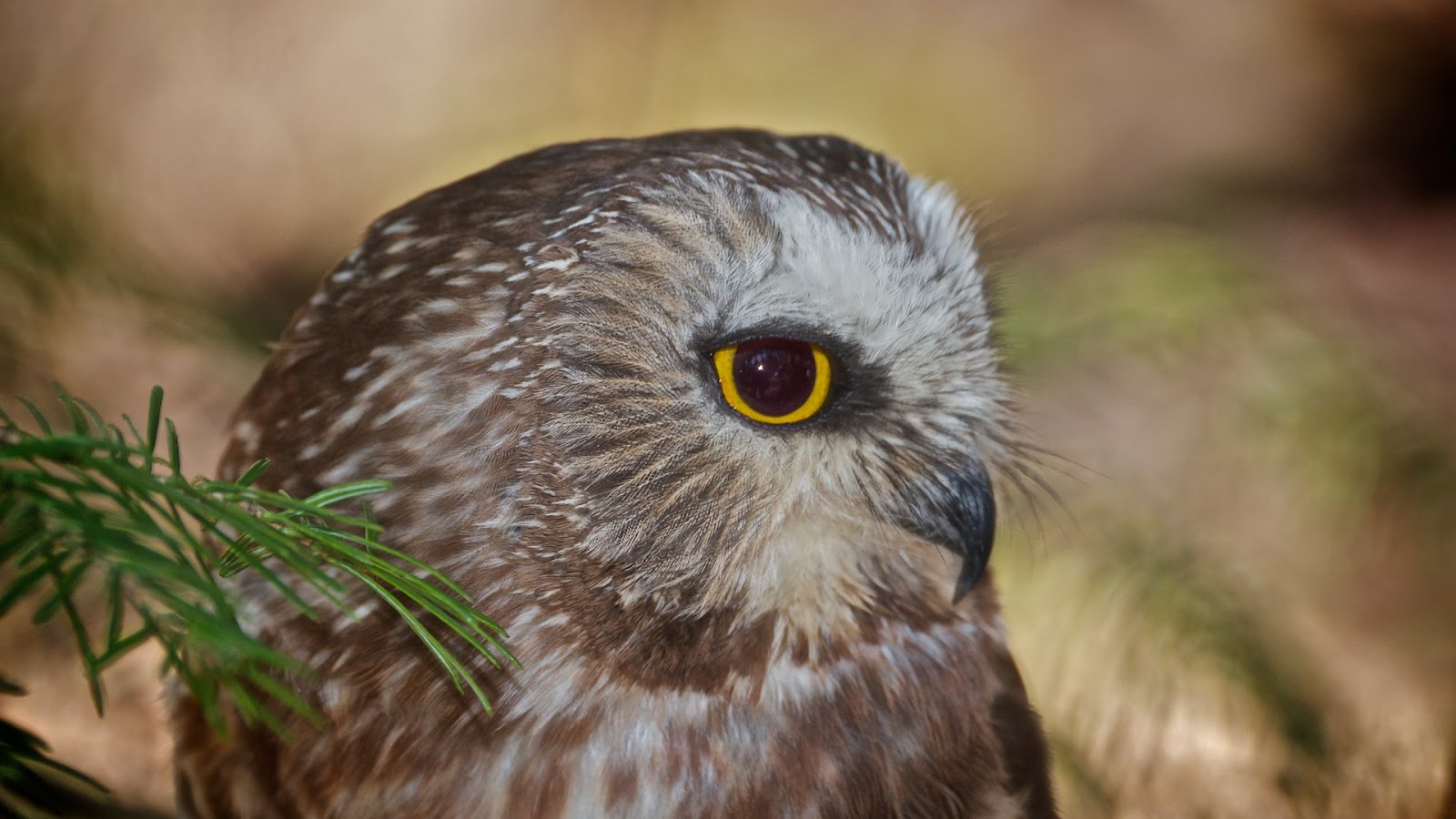 ThirdSpace: Muskoka Wildlife Centre