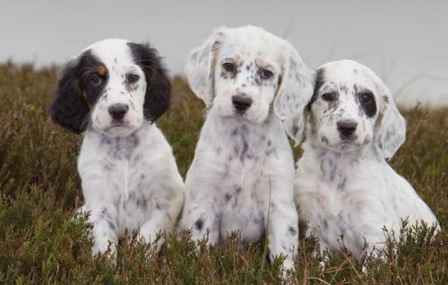 Raças de Cães - Grupo 1 ( Cães de Caça a Tiro): Setter Inglês
