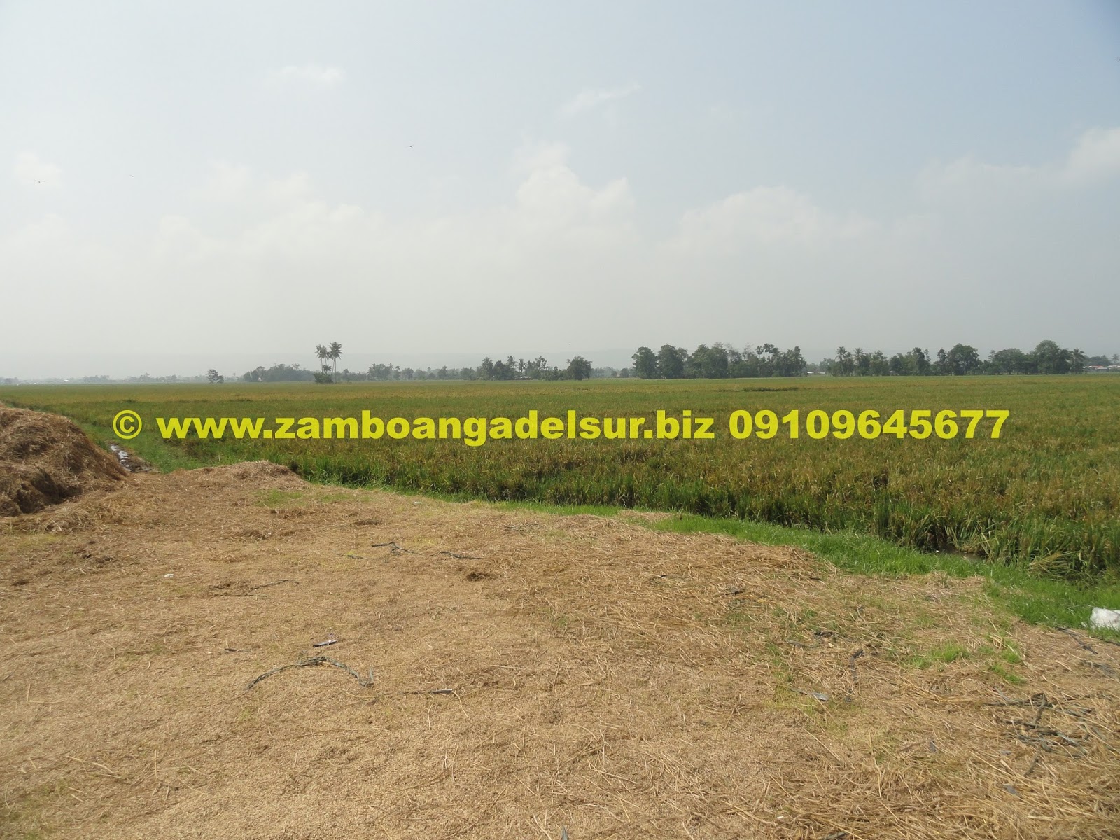 Zamboanga del Sur Properties: For Pawn: 1.7 Hectares Rice-field for 850 ...