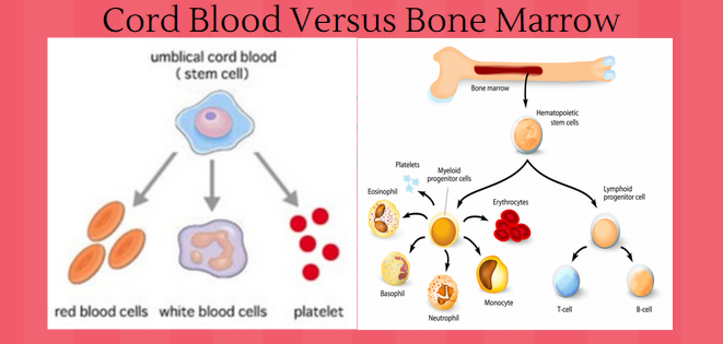 Stem Cells And It's Banking: Use of stem cells | Cord Blood VS. Bone ...