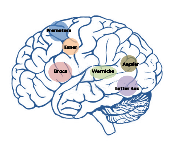 Bases neuropsicólogicas de la escritura - Psychon