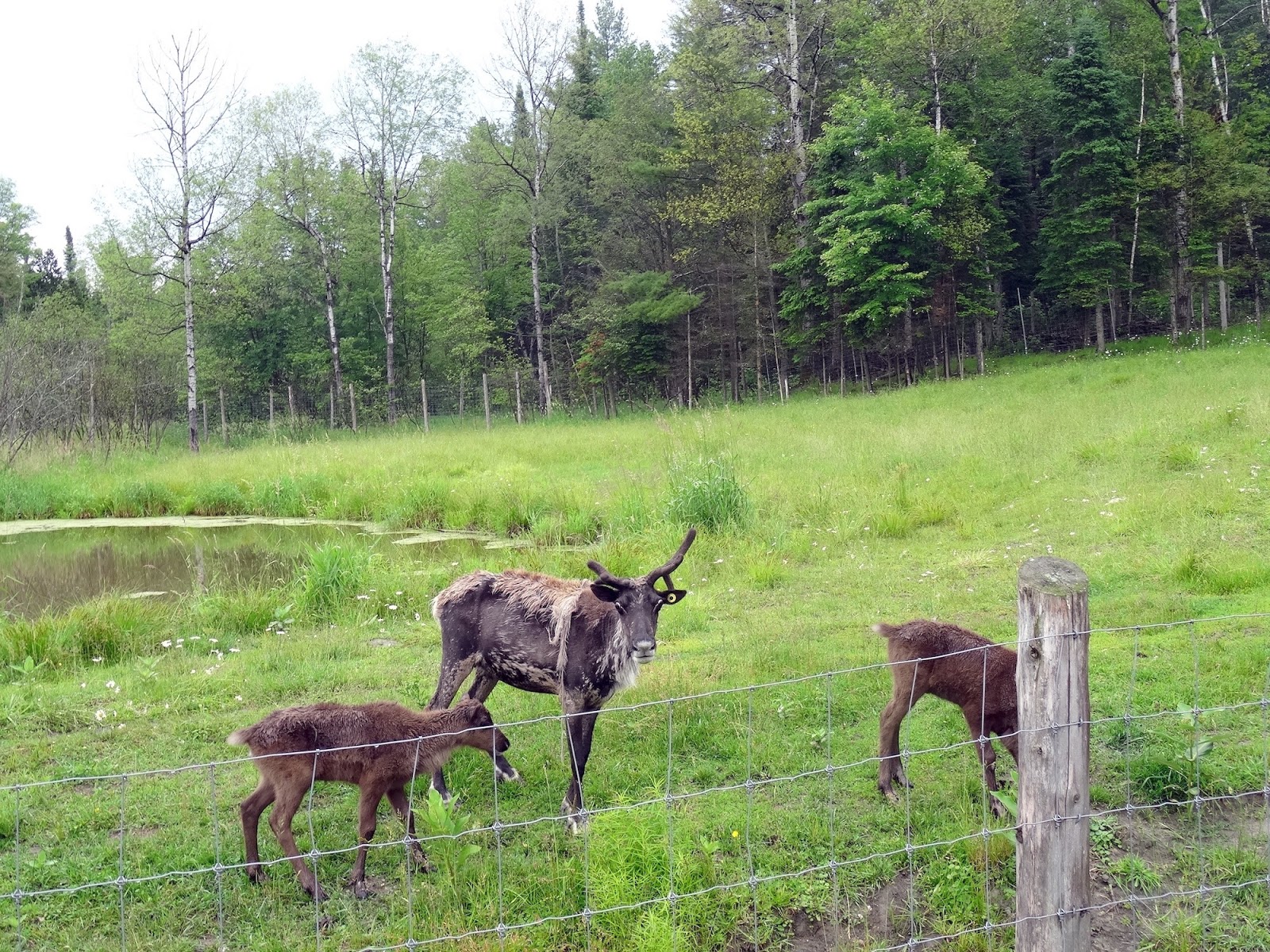 Create With Mom: Surrounding ourselves with nature at Parc Omega