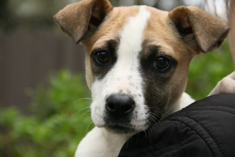 Last Day Dog Rescue - More than just a name!: From Helpless to Heroine ...
