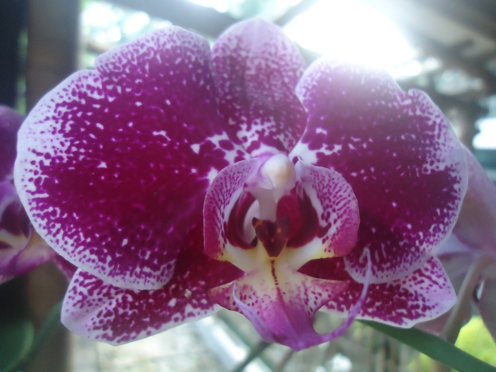 SEJUTA PESONA BUNGA ANGGREK BULAN UNGU - Rumah Daun Muda