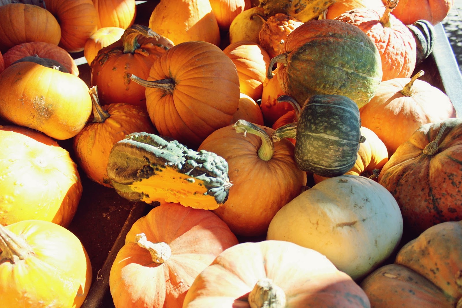 American Sweetheart: Fall in New England 2015