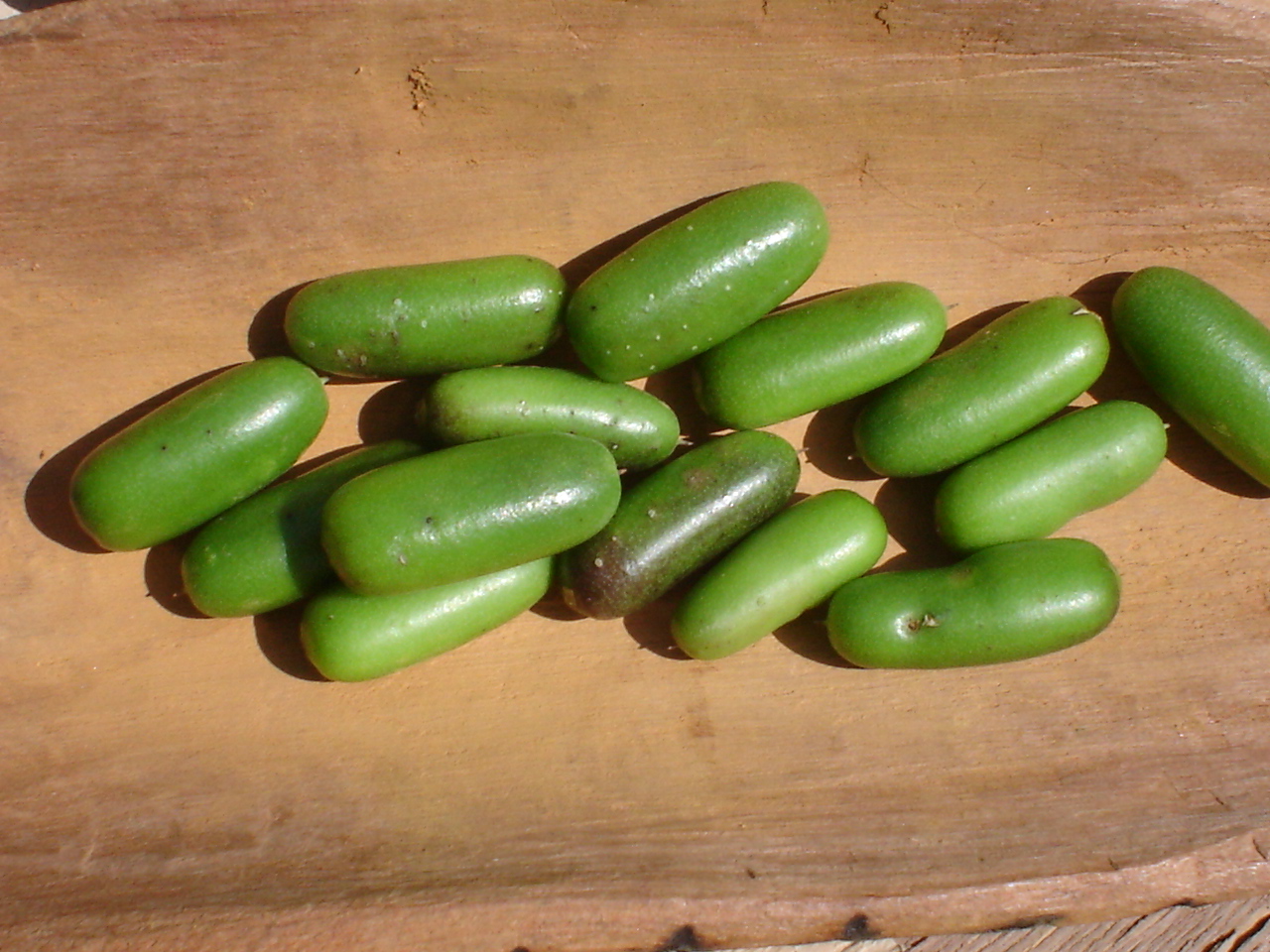 Bushfoods & Survivial Plants: Apple Berry - Billardiara species