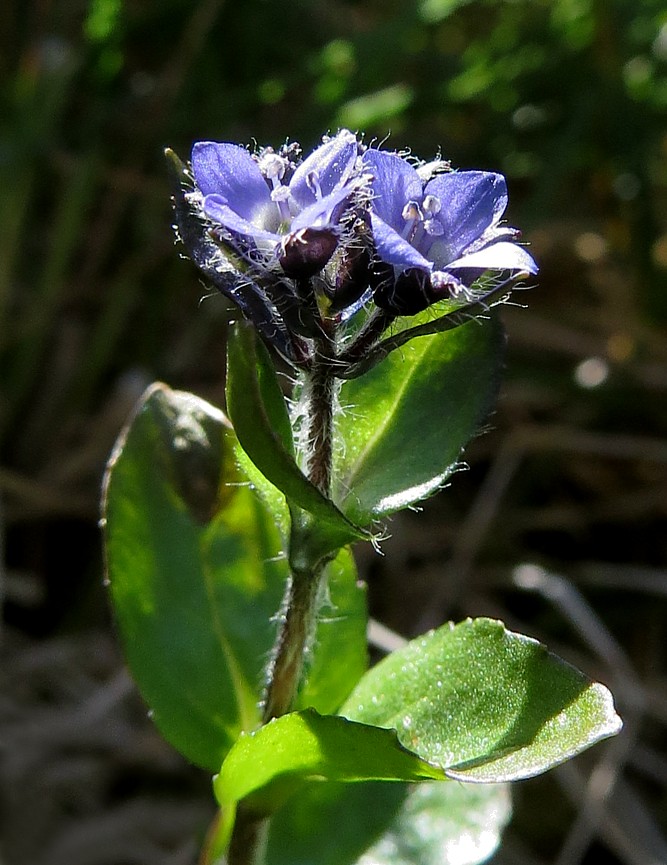 Wildwings and Wanderings: Botanising in Scotland July 2017 Part 2 ...
