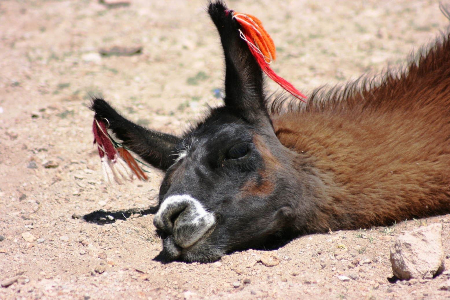 sconzani: I love llamas!