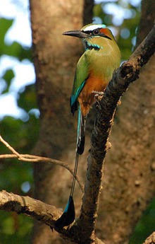 Los Apuntes del Estudiante: El guardabarranco pájaro nacional de Nicaragua