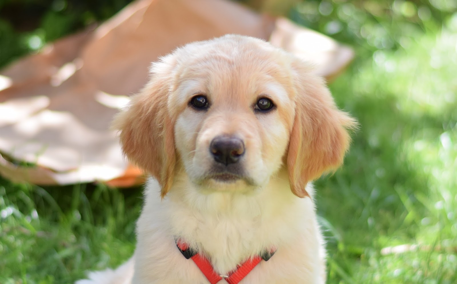 Kenzo the Hovawart: Puppy