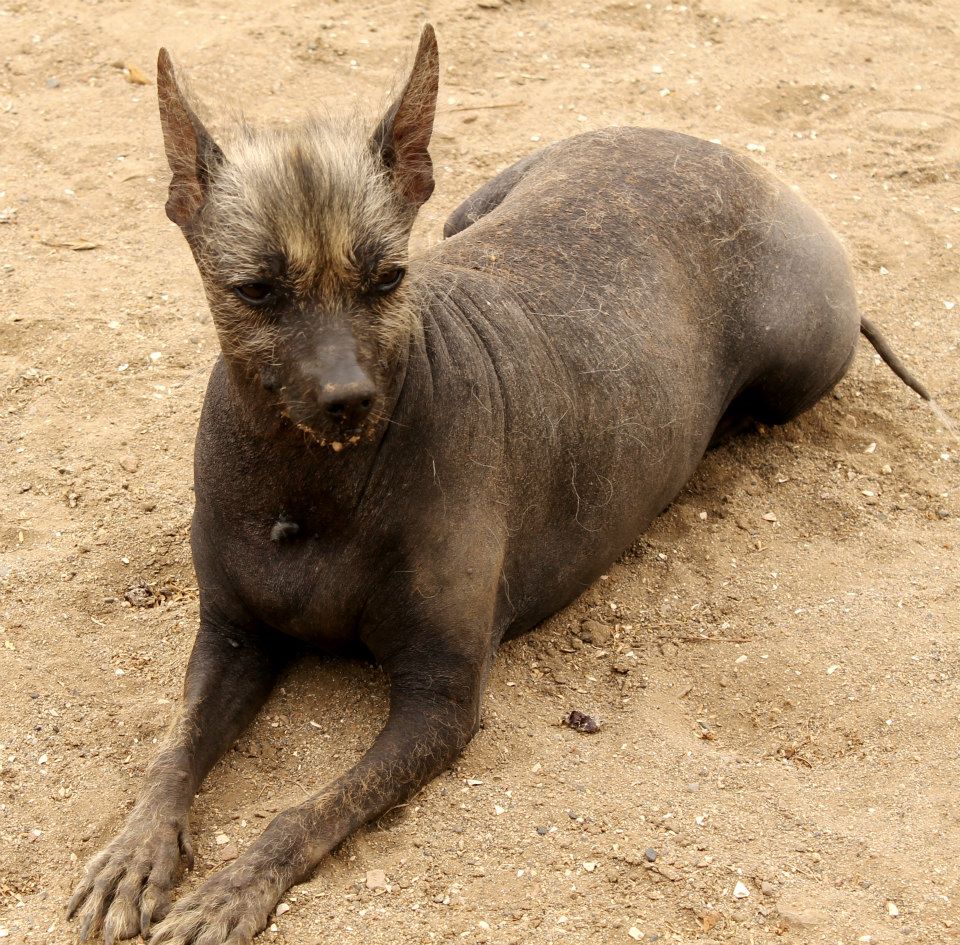 Viaje X Perú: TRUJILLO - Alrededores - Pazos TV
