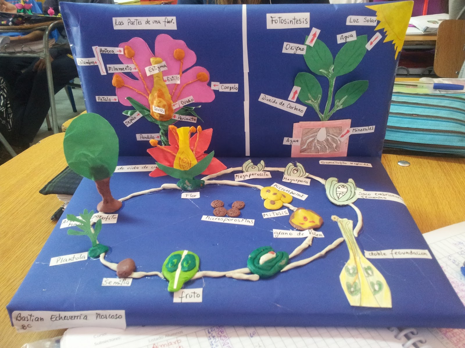 COMPARTAMOS NUESTRO C - N: Maqueta _partes de la Flor_8_2016