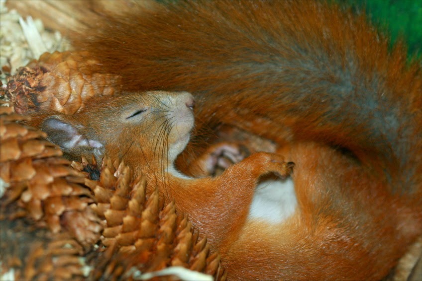 Martinou et Pirouly: Vent de panique