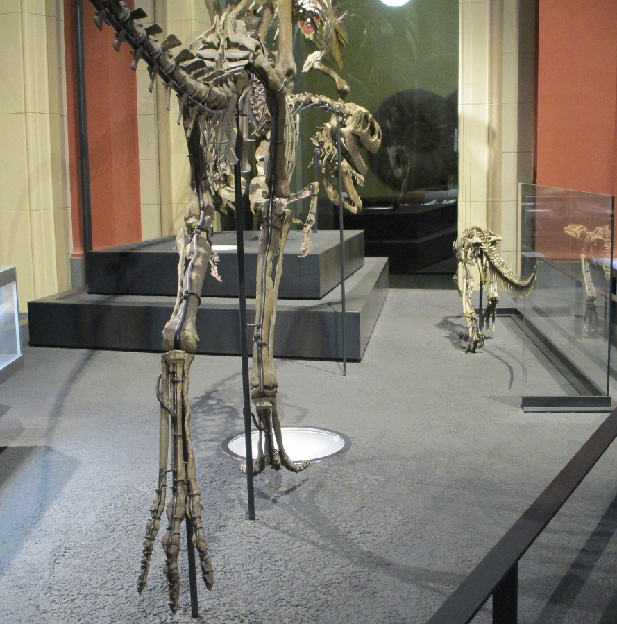 Love in the Time of Chasmosaurs: Mighty Bones: Museum für Naturkunde Berlin