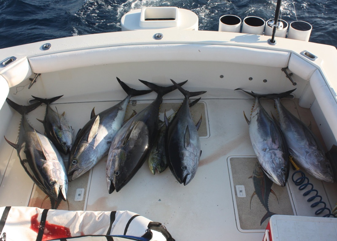 Yellowfin Tuna Whole Round Product for Restaurant Ingredient ...