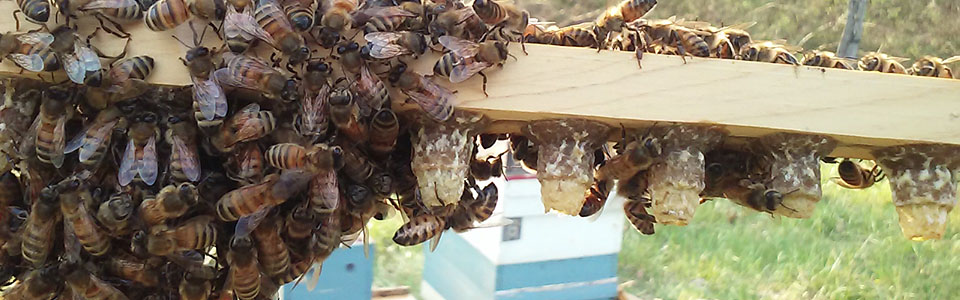 JC's Bee Blog: Complete Queen Rearing Guide