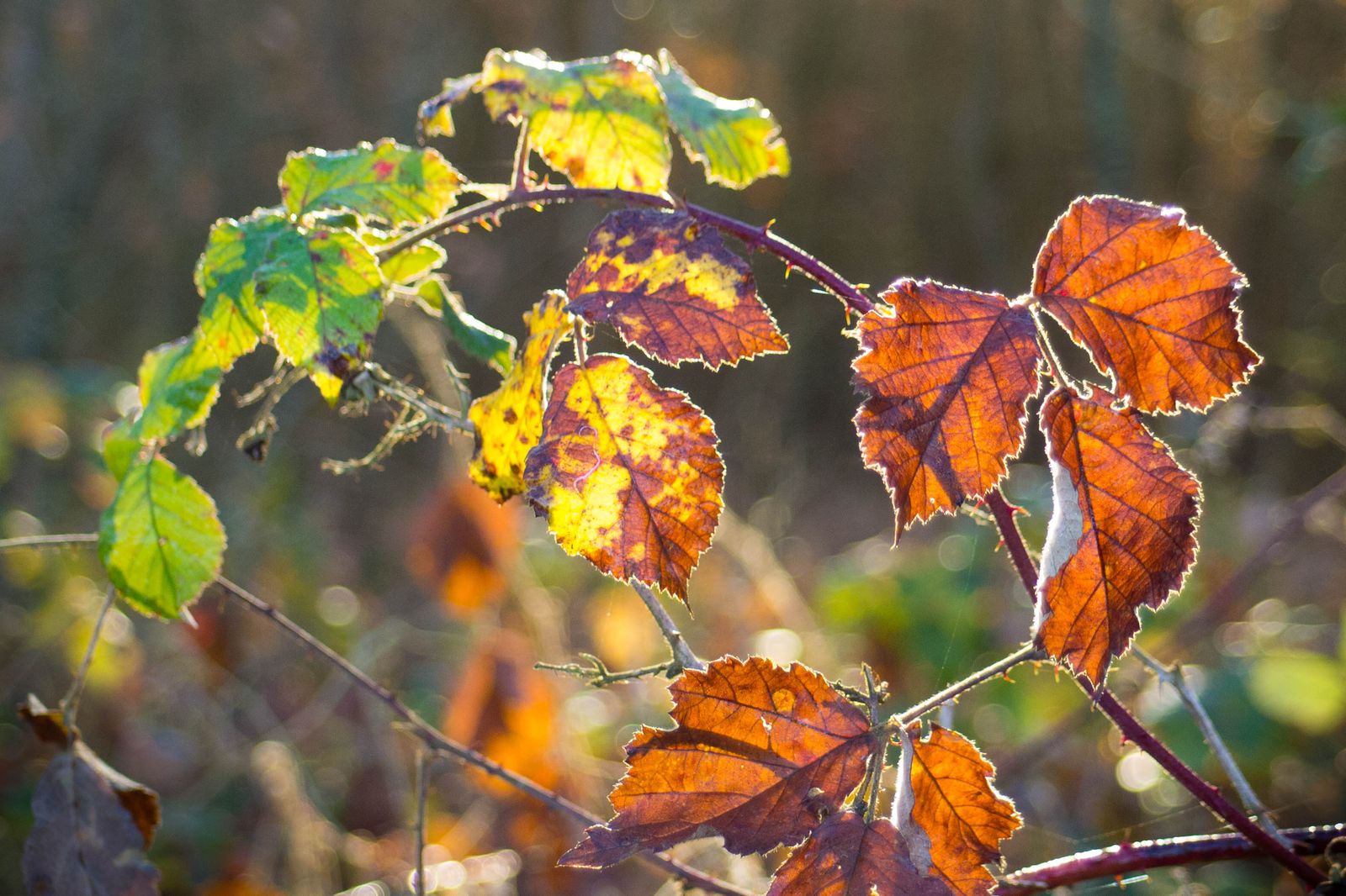 Un jour, une photo: Ronces