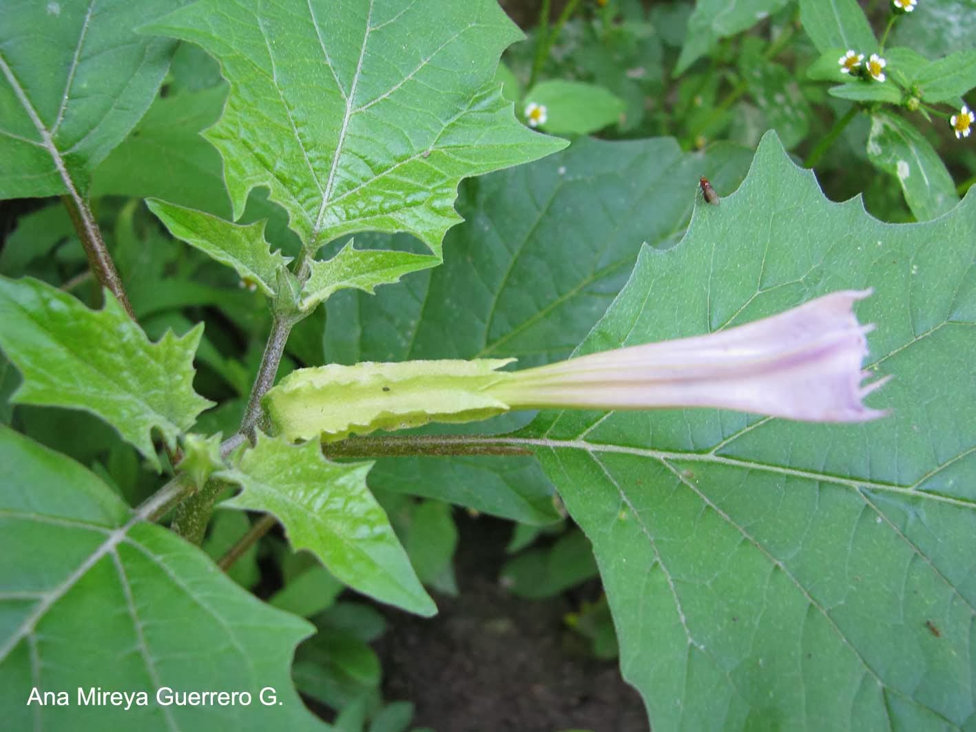 Ecuador: personajes y especies (Galápagos y Continente): Flora de Quito ...