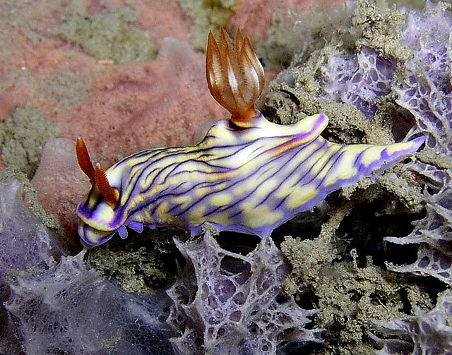 A Sea Slug Symphony ~ Kuriositas