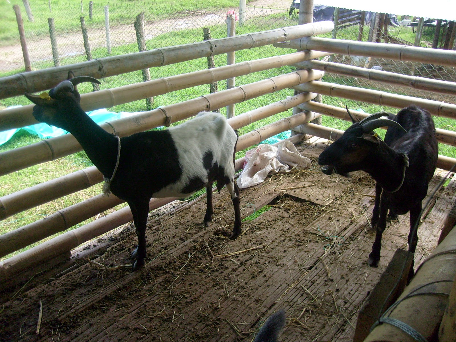 UNIDAD PECUARIA: CABRAS