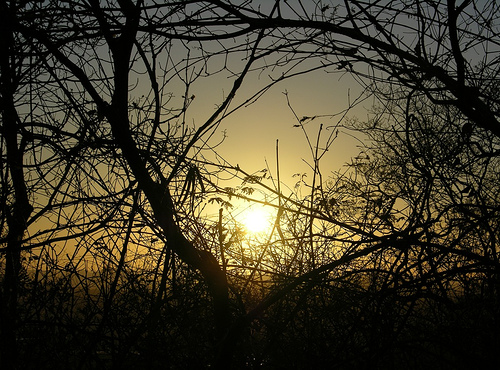 ECOSISTEMAS DE COSTA RICA: BOSQUE TROPICAL SECO