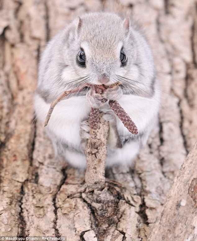 White Wolf : Flying squirrels of Siberia pop out to say hello (Photos ...