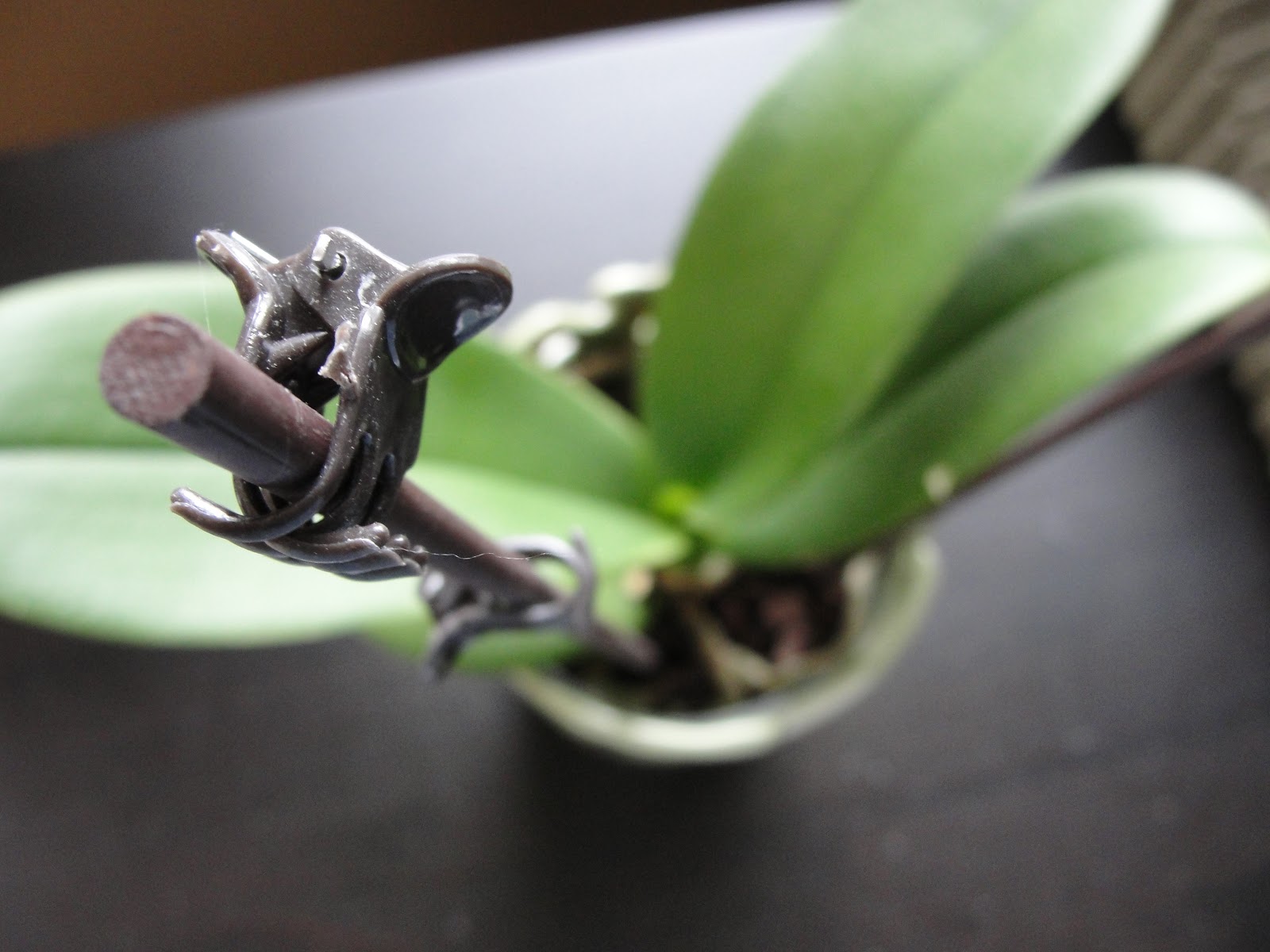 A Beginner's Guide to Succulents