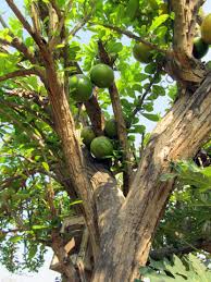 Pohon majapahit / pohon mojo ~ Arya Flower Landscape