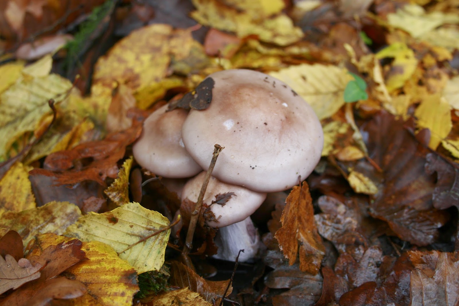 Comment cultiver des champignons maison
