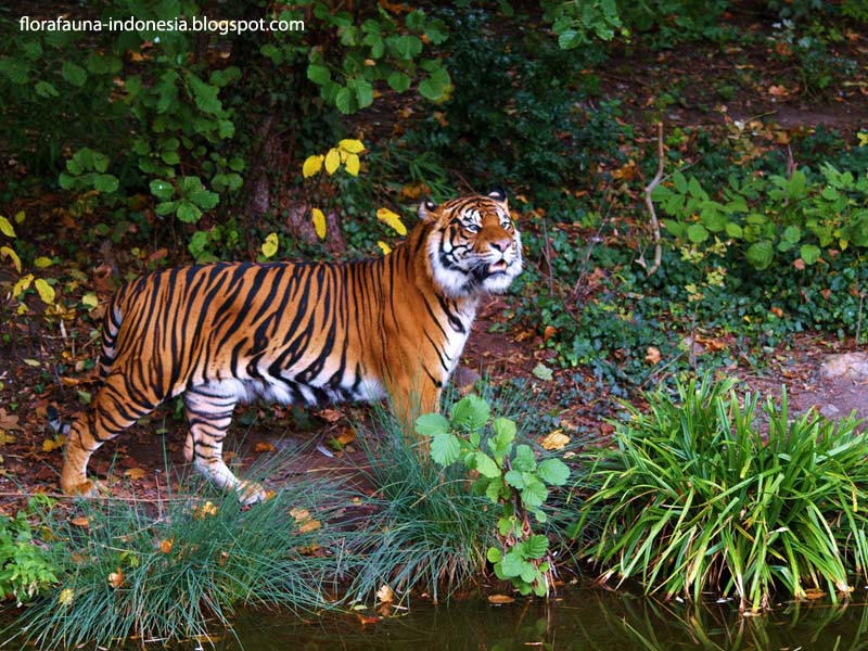 HARIMAU SUMATERA - Flora & Fauna Indonesia