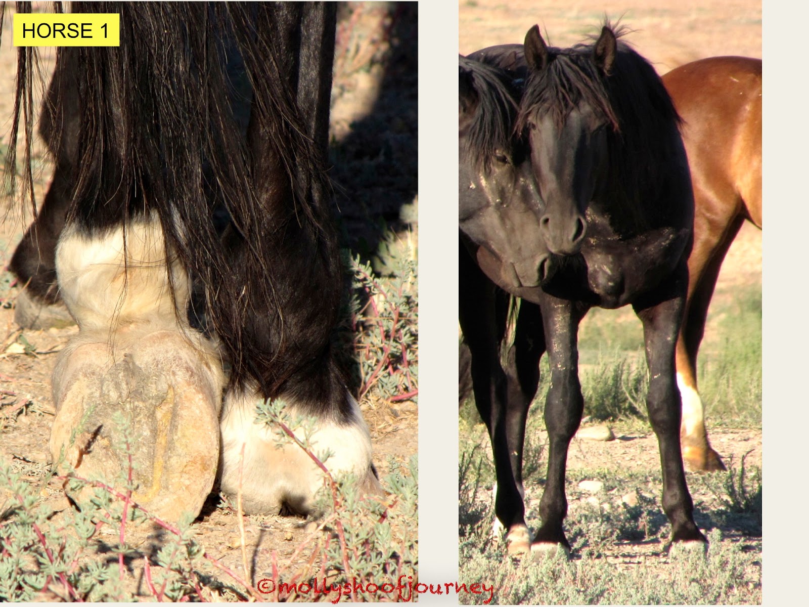 journey to better hooves: Mustang hooves