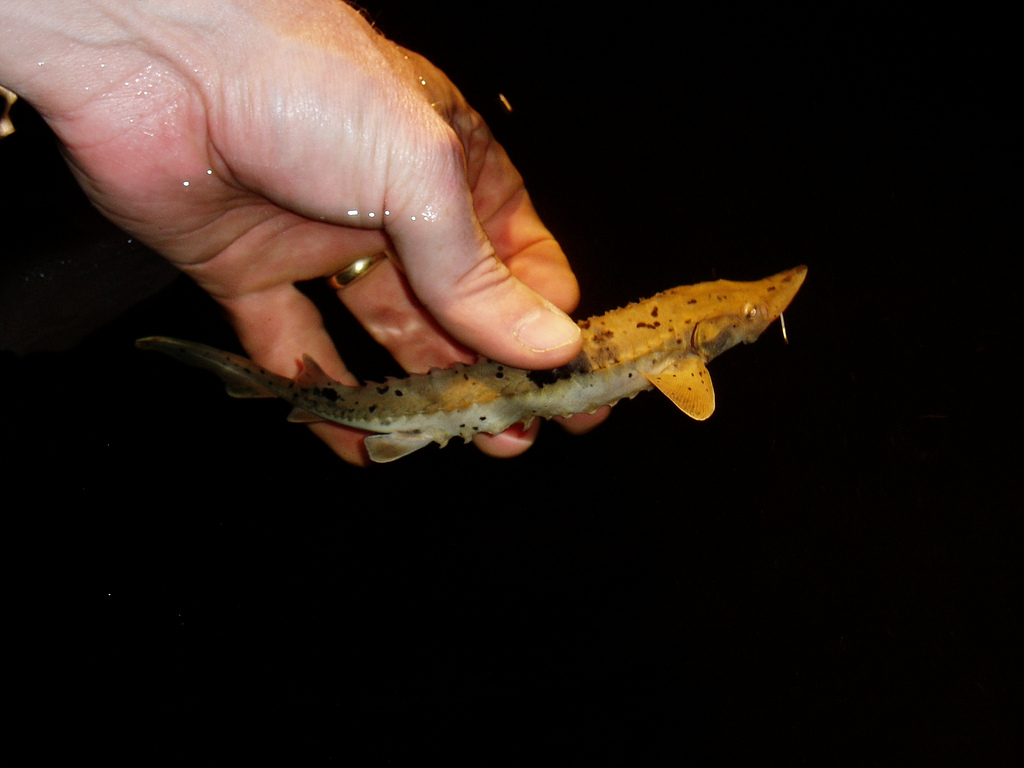 Real Monstrosities: Sturgeon