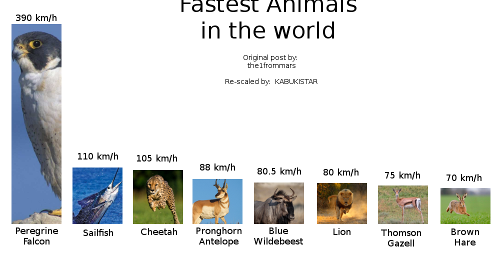Fastest animals in the world, properly scaled