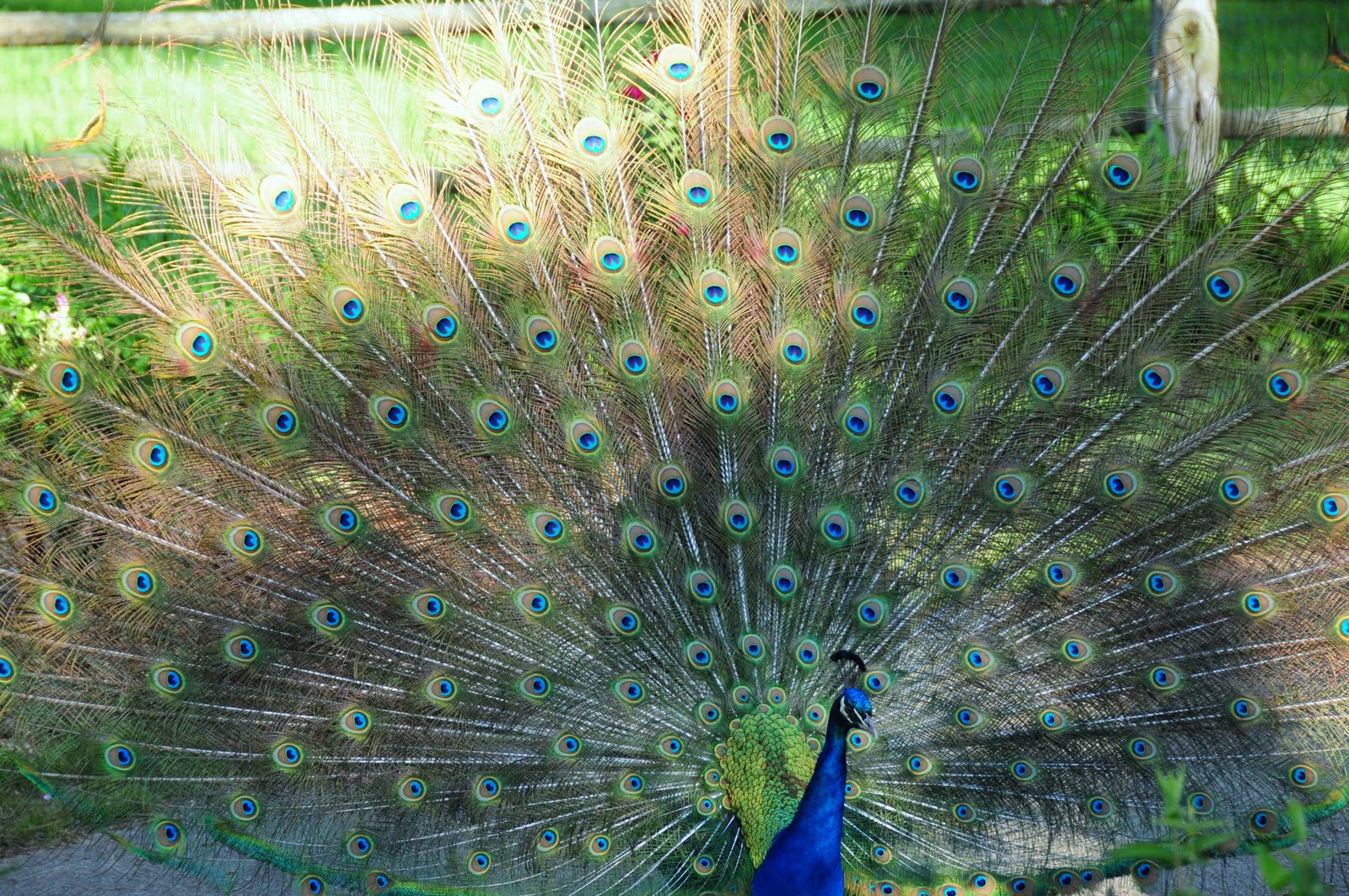 Hunter Isaacson & Family: Swan Farm Pictures