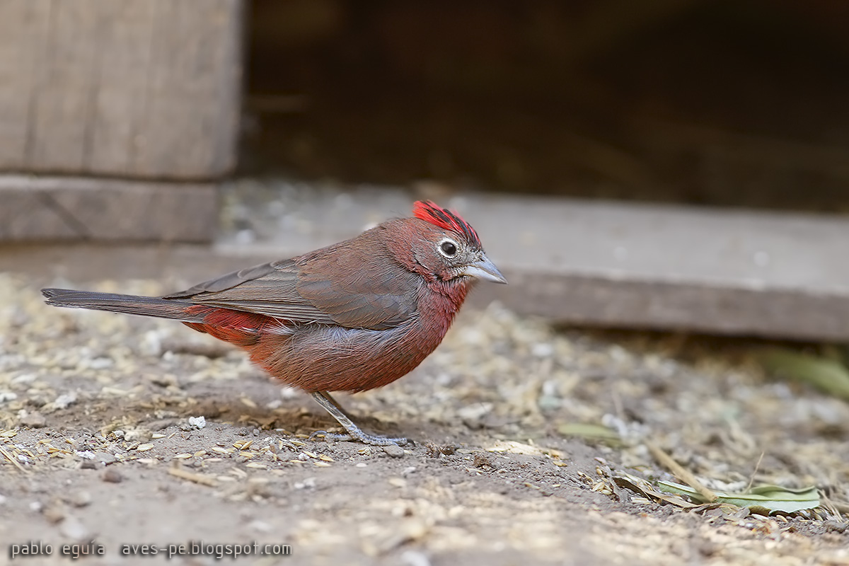 mis fotos de aves: Coryphospingus cucullatus Brasita de Fuego Red ...