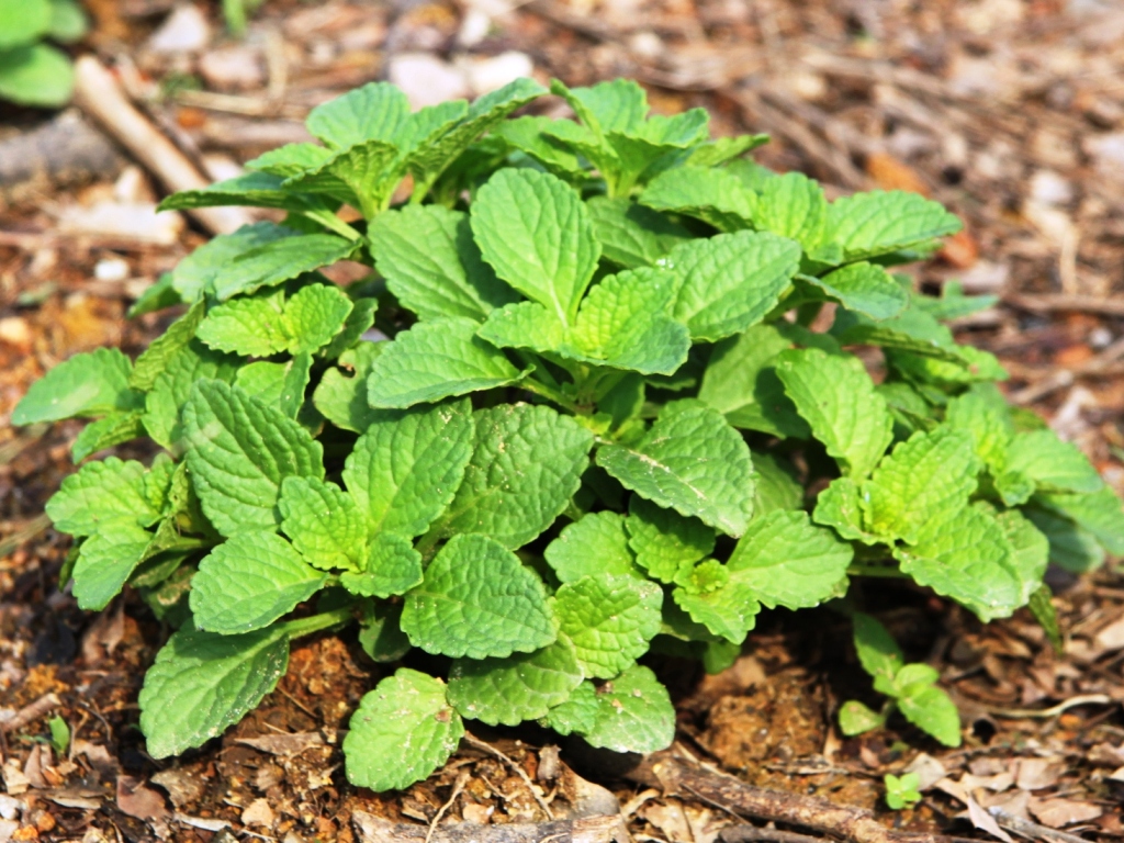 My little vegetable garden: Square Vegetable Bed with ubi kemili