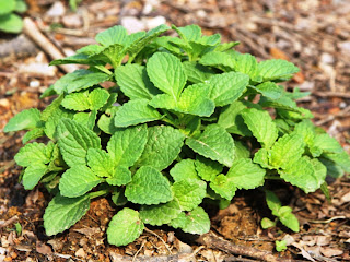 My little vegetable garden: Square Vegetable Bed with ubi kemili