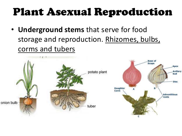 PLANT REPRODUCTION ~ MY ENGLISH AND SCIENCE