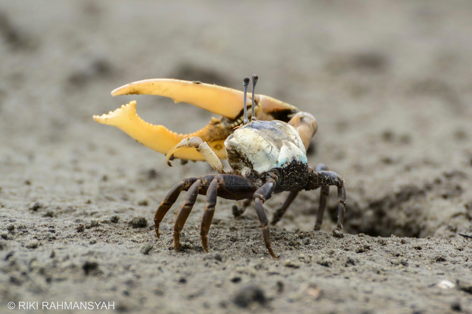 Kepiting Biola (Uca spp)