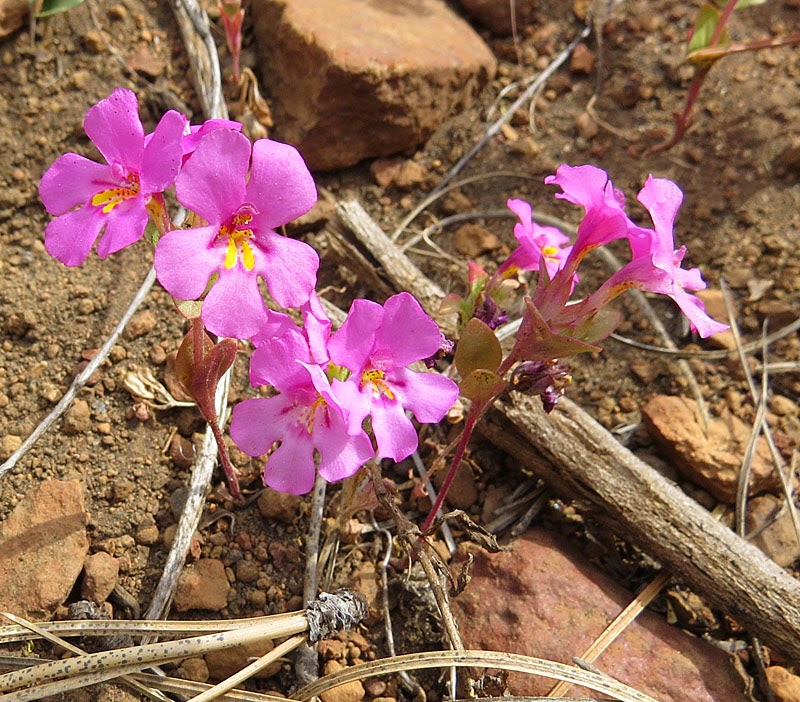 Birdernaturalist: Highlights From the Dean Hale Woodpecker Festival