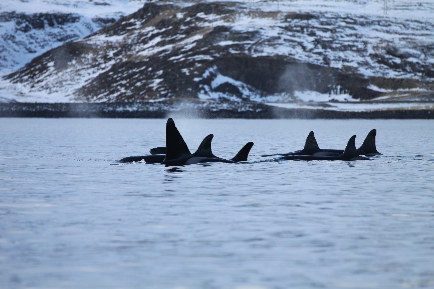 Icelandic Orcas: The first detailed study on the social structure of ...
