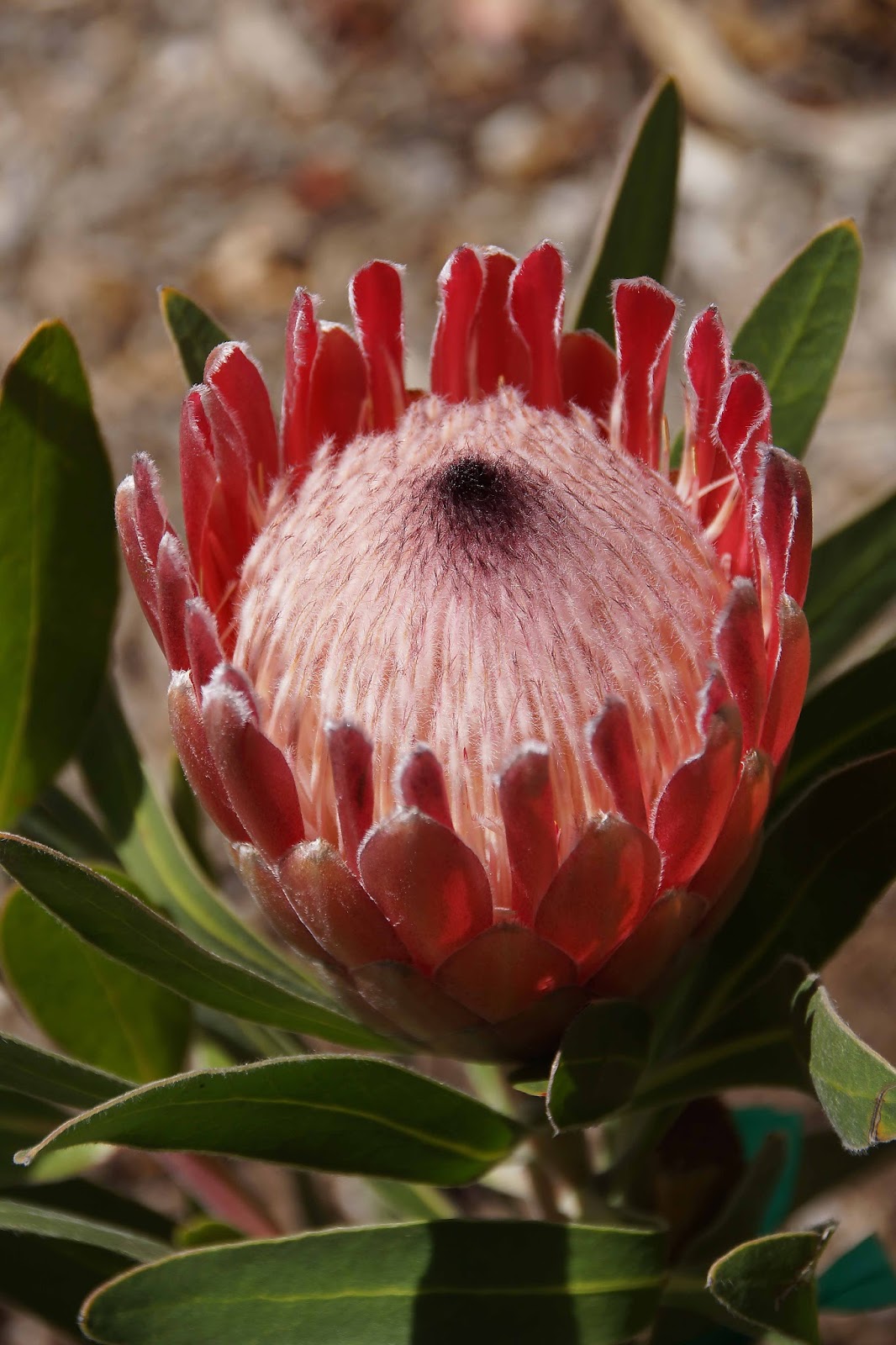 This Protea Is Prettier Than That Other Protea