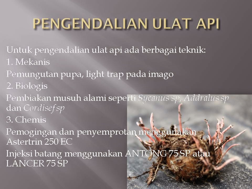 PANDUAN PENGENDALIAN ORGANISME PENGGANGGU TANAMAN (OPT) KELAPA SAWIT ...