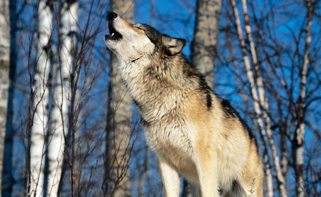 Save Our Nature Wildlife: Alaska Wolves Background