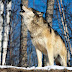 Save Our Nature Wildlife: An Expanded Wolf Timeline