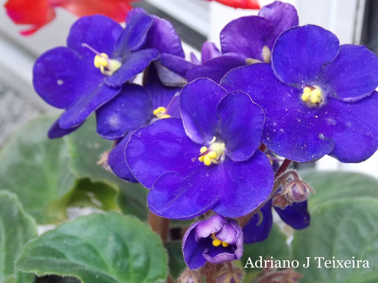 Mundo das Plantas : 2015