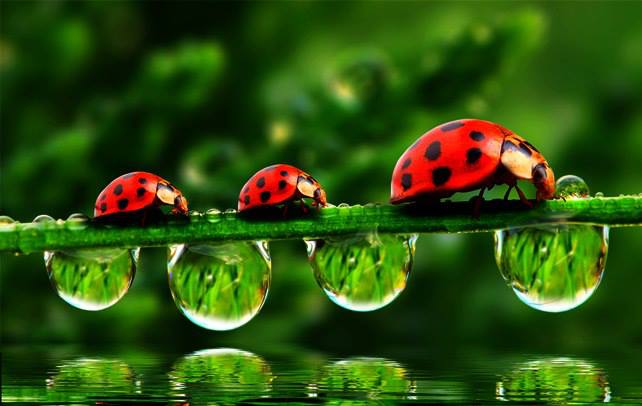 AMAZING FACTS ABOUT LADYBUGS-INFO | ALL AMAZING PICTURES COLLECTION