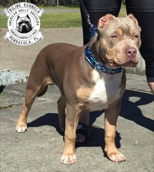 MorsoRosso: Pit Bull Tri-Color