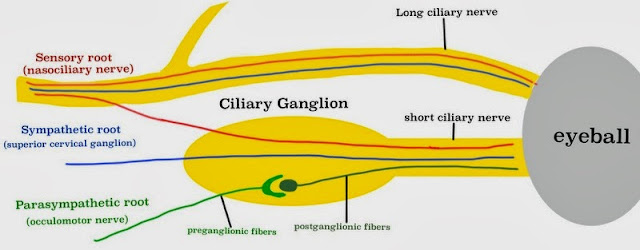 A Tale of Med Students: Ciliary Ganglion
