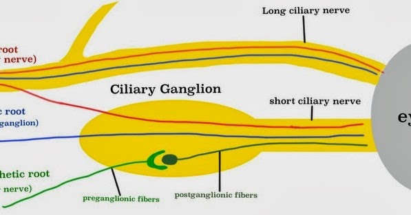 A Tale of Med Students: Ciliary Ganglion